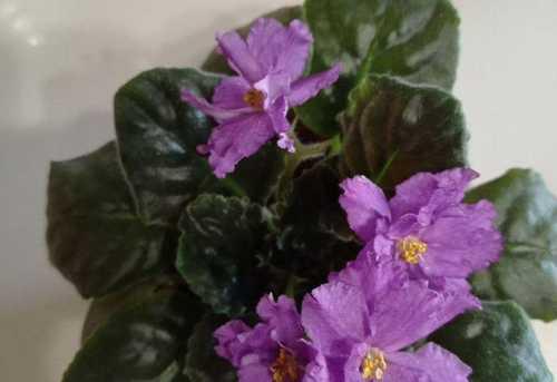 Фиалка в горшках