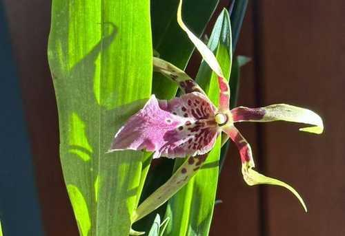 Брассия/Орхидея Паук