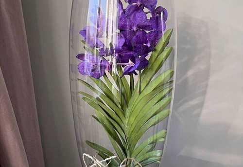 Орхидея Ванда в вазе подарок на 8 марта