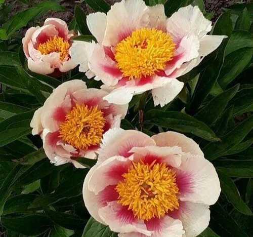 Пион athena(на осень 2024)