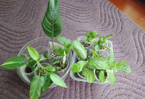 Набор растений марантовые и филодендроны