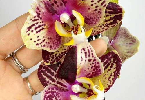 Орхидея фаленопсис Пиниф бабочка