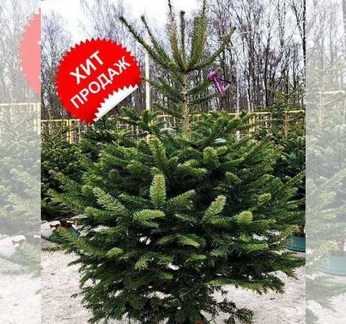 Пихта Нордмана новогодняя
