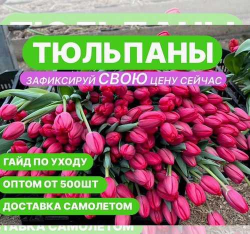 Тюльпаны оптом от производителя