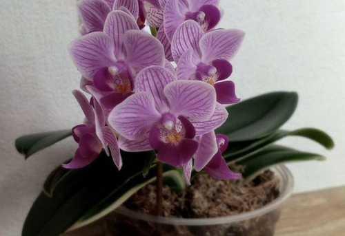 Орхидея Sogo Vivien Variegata