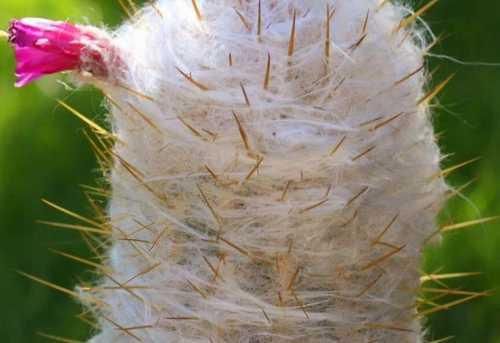 Кактус oreocereus trollii HU782