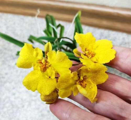 Орхидея онцидиум желтая