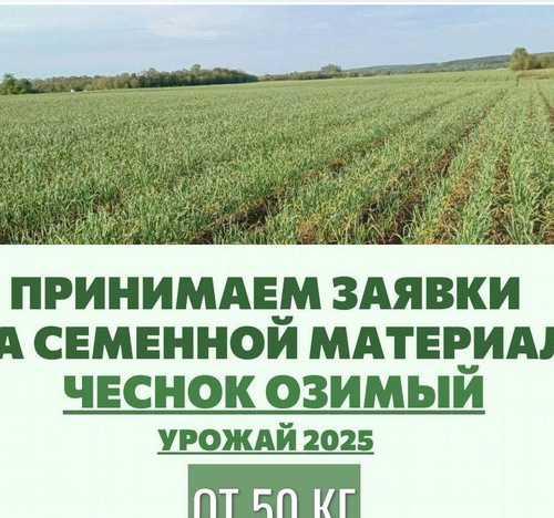 Чеснок озимый на посадку