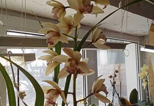 Цветок орхидея Цимбидиуи