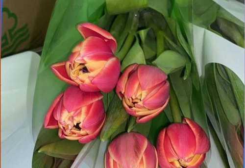 Свежие тюльпаны для милых дам