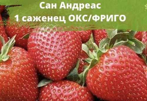 Саженцы клубники