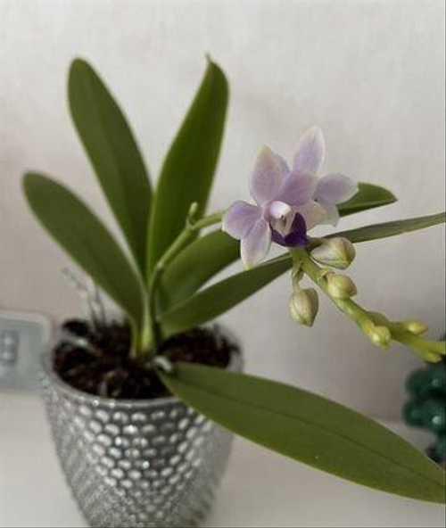 Орхидея Phal. Tzu Ching Sapphire