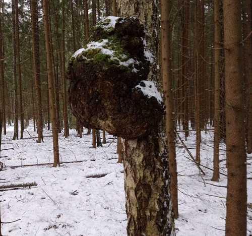 Кап берëзовый для подделок