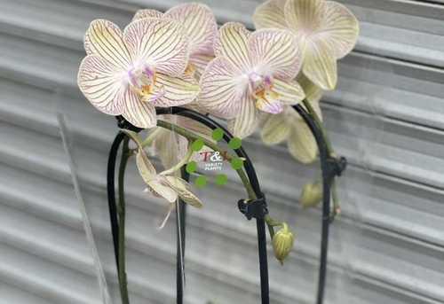 Каскадные орхидеи