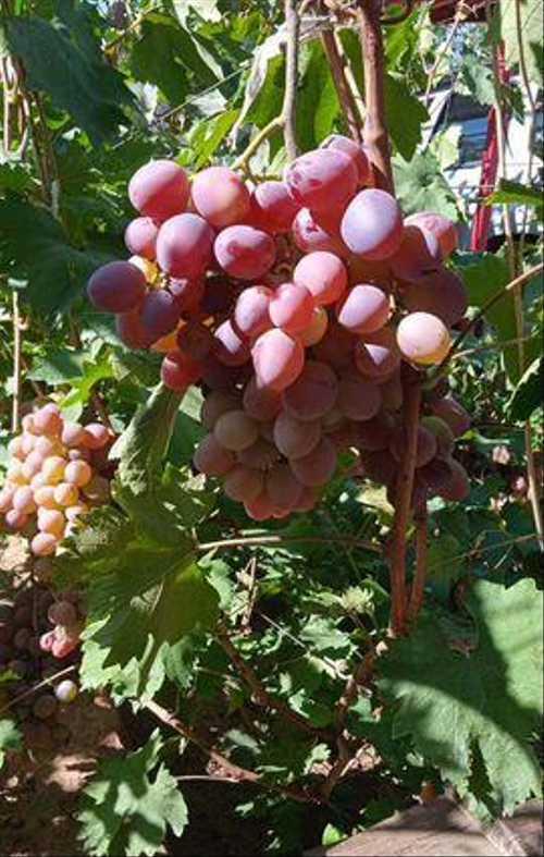 Саженцы винограда низина