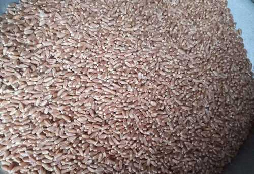 Семена пшеницы озимой Батя