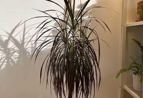 Драцена маргината пальма 75 см