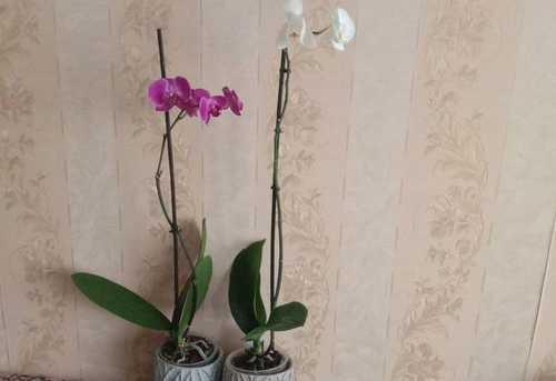 Орхидея фаленопсис в керамике