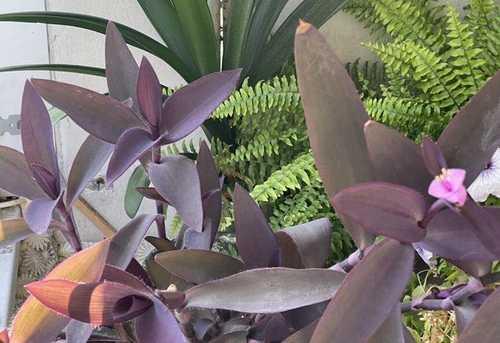 Традесканция фиолетовая Сеткреазия Растение