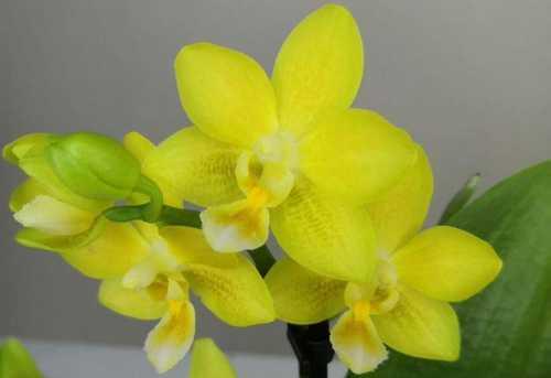 Орхидея ароматная Жёлтый балм