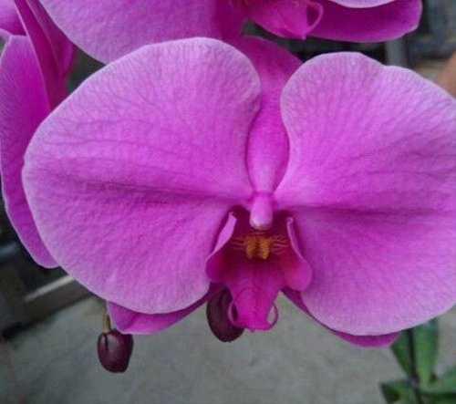 Орхидея Phal. PD9505