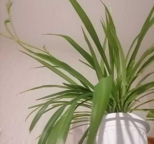 Хлорофитум Chlorophytum