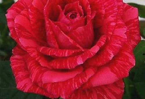 Роза чайно-гибридная Ред интуишен 1 шт