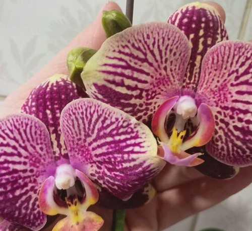 Орхидея фаленопсис Адель - Фантом