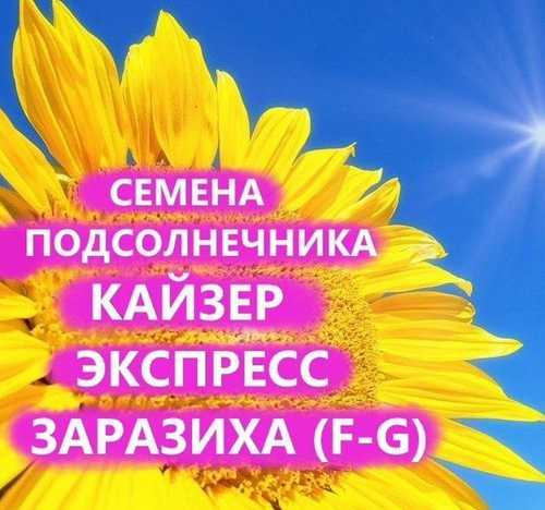 Семена подсолнечника Кайзер Гибрид, Челябинск