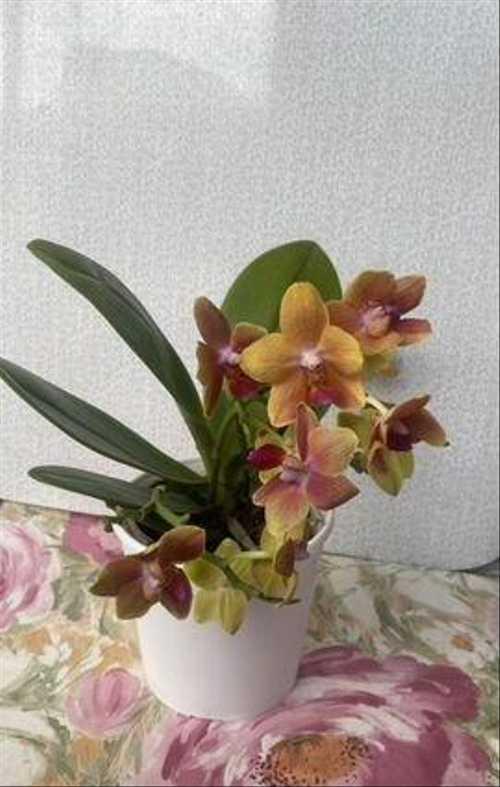 Орхидея фаленопсис (ароматная)