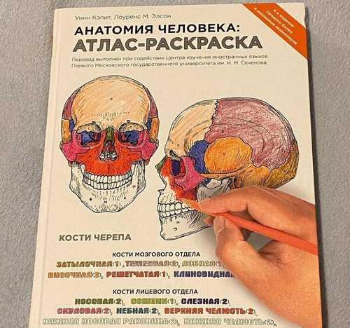 Анатомия человека: Атлас-раскраска