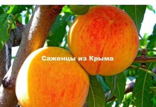 Саженцы Персика Санрайз