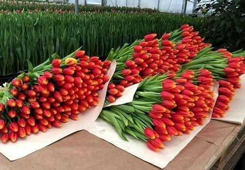 Тюльпаны красные оптом