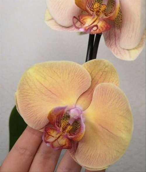 Орхидея на каскаде Леди Мармелад