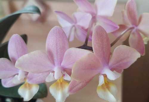 Орхидея Парфюмерная Фабрика Melion