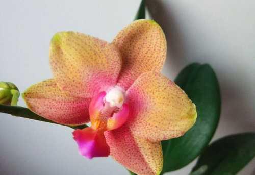 Орхидея гриссини