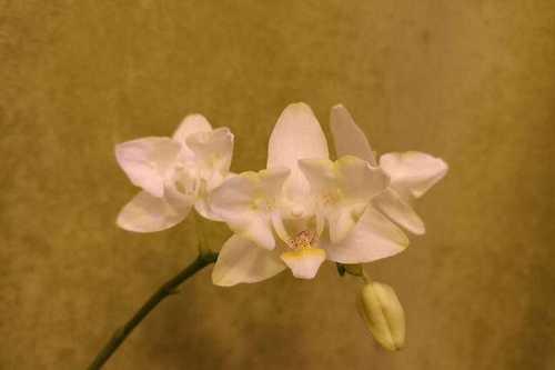 Орхидея фаленопсис golden dawn