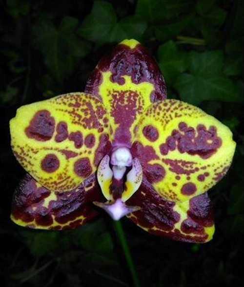 Орхидея фаленопсис Грин Ворд