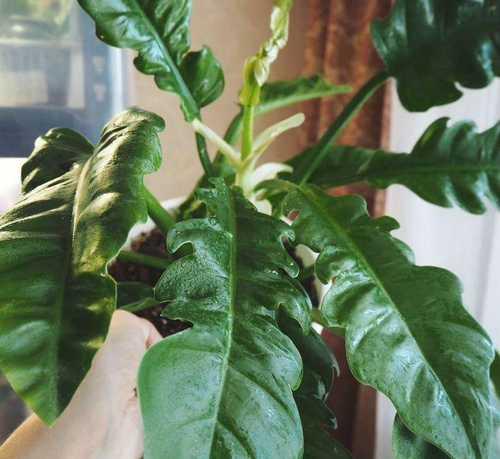 Филодендрон (Philodendron Narrow Escape)