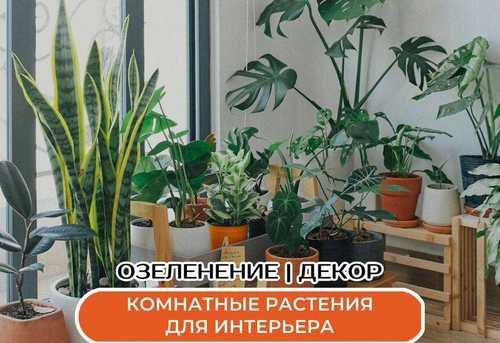 Комнатные растения большие