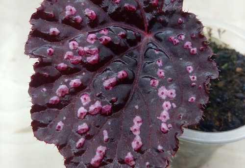 Бегонии декоративно-лиственные