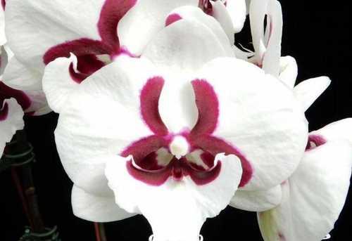 Орхидея биг лип не цветёт