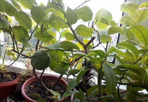 Цитрусовые растения-много сортов и видов и др.комн