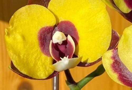 Орхидея фаленопсис Азия а-ля бананка