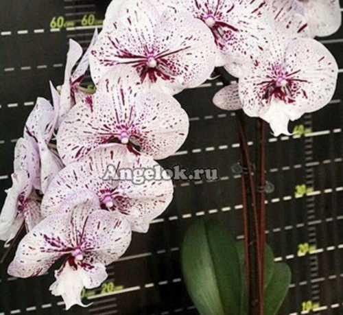 Орхидея фаленопсис Метеор биг лип