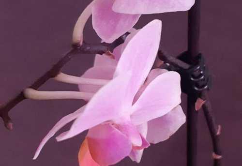 Орхидея миниатюрный фаленопсис розовый