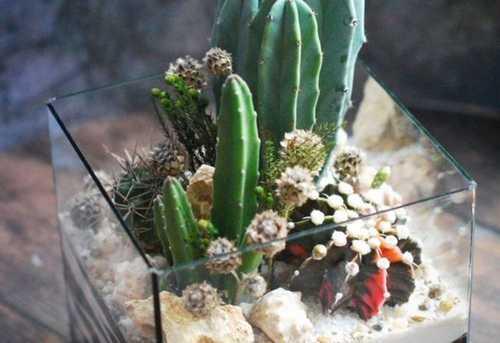 Флорариум с редкими кактусами