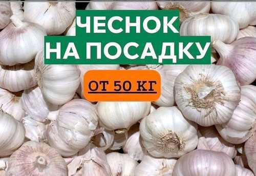 Чеснок озимый на посадку