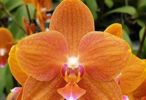 Орхидея Phal. KS Pride