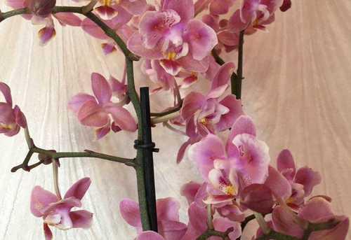 Орхидея фаленопсис бабочка Одорион